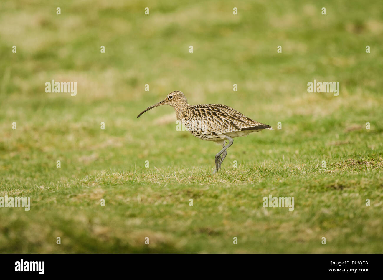 Adult curlew hi-res stock photography and images - Alamy
