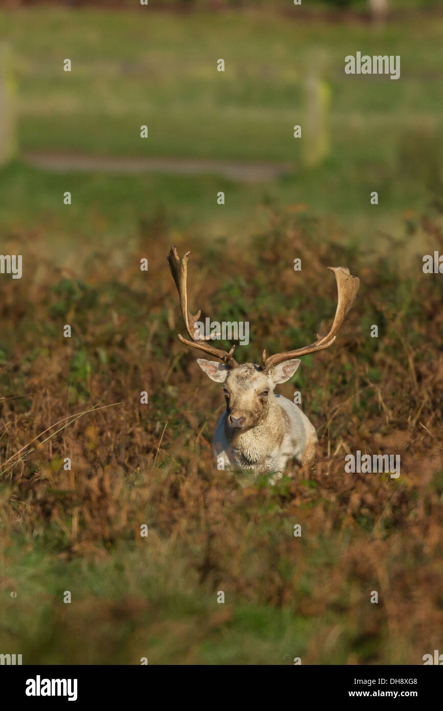 White fallow deer buck sitting in bracken Stock Photo - Alamy