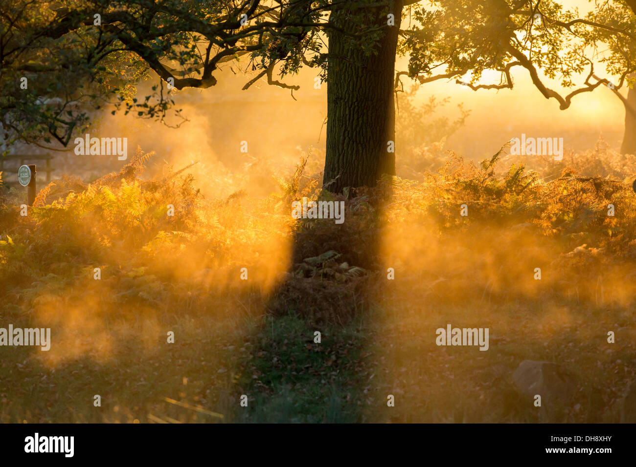 Tree shadow early morning hi-res stock photography and images - Alamy