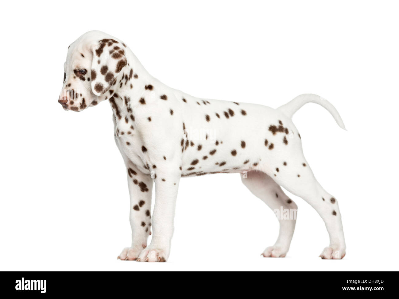 Side view of a Dalmatian puppy standing up, looking down against white ...