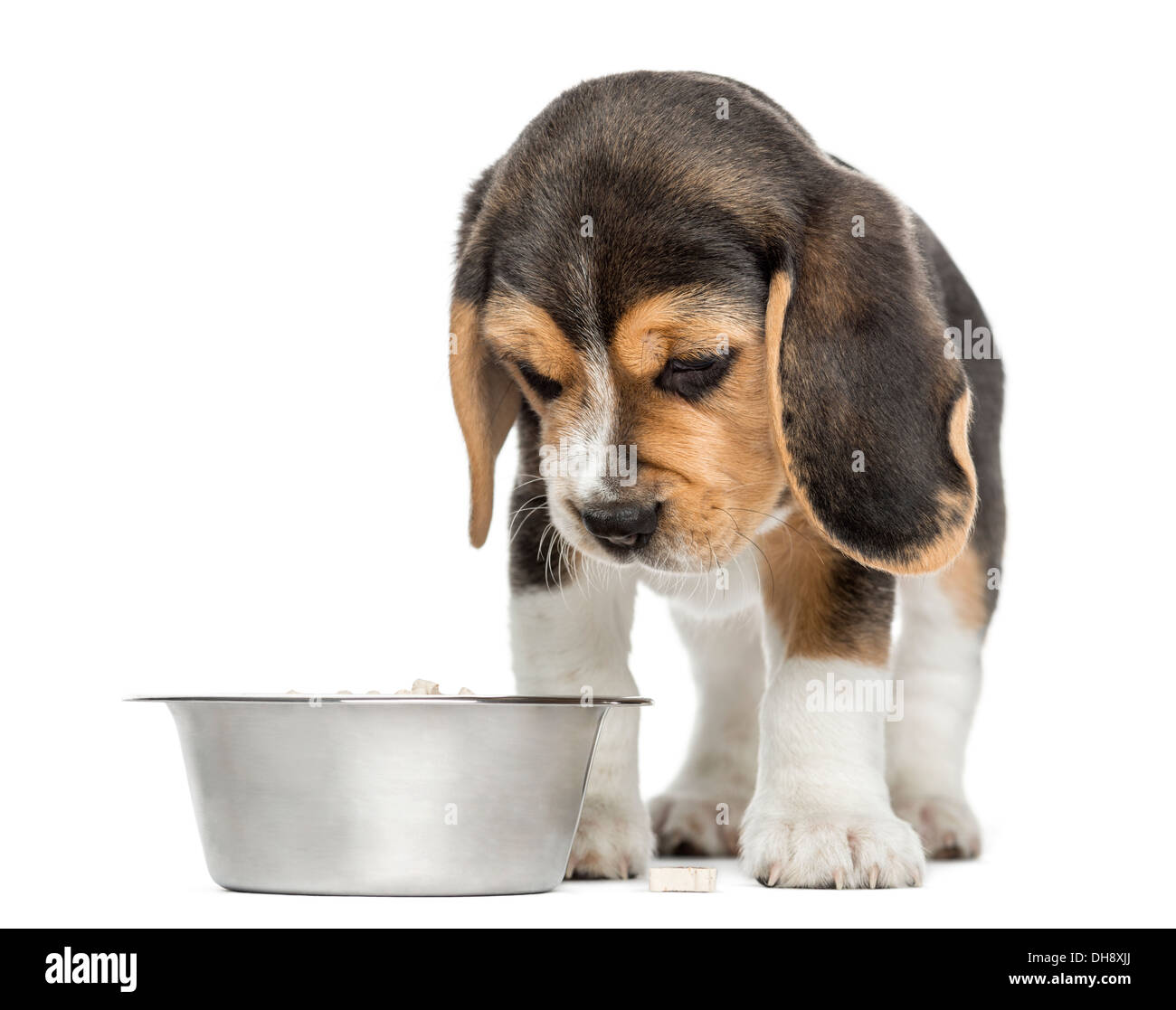 Front view of a Beagle puppy looking down at his dog bowl against white ...