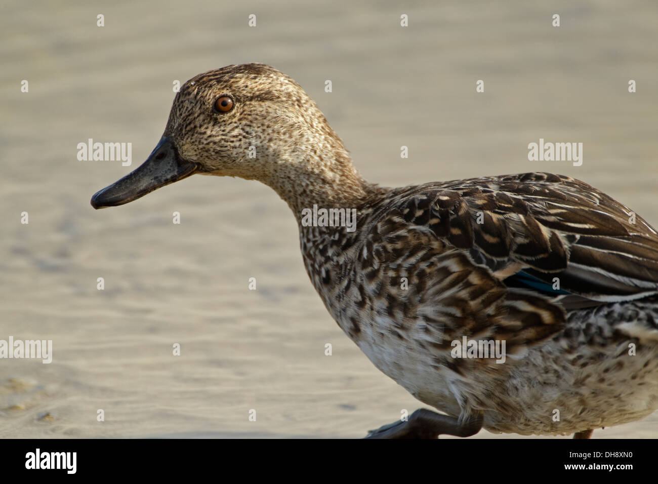 Teal (Anas crecca Stock Photo - Alamy