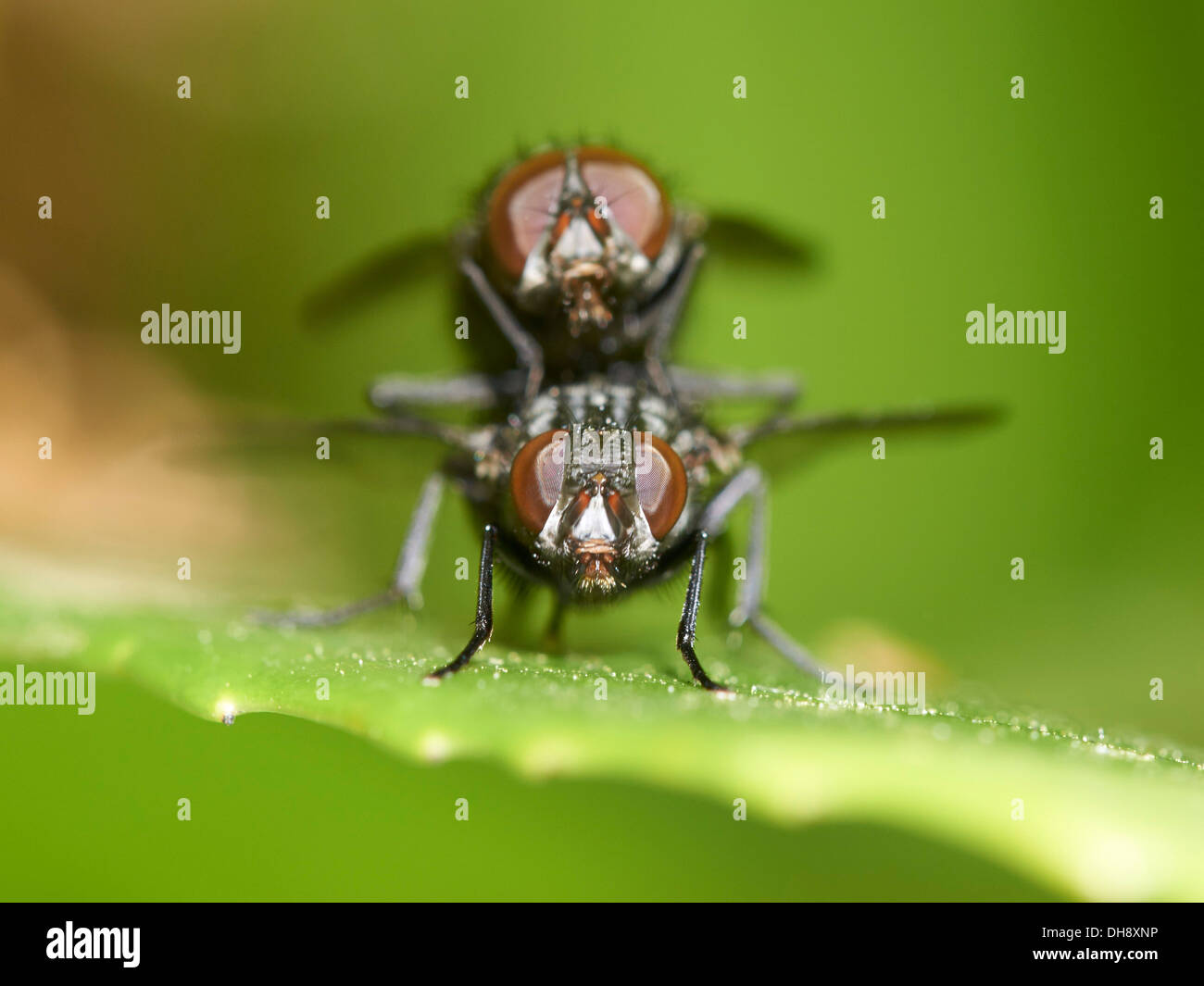 Flesh fly mating Stock Photo - Alamy