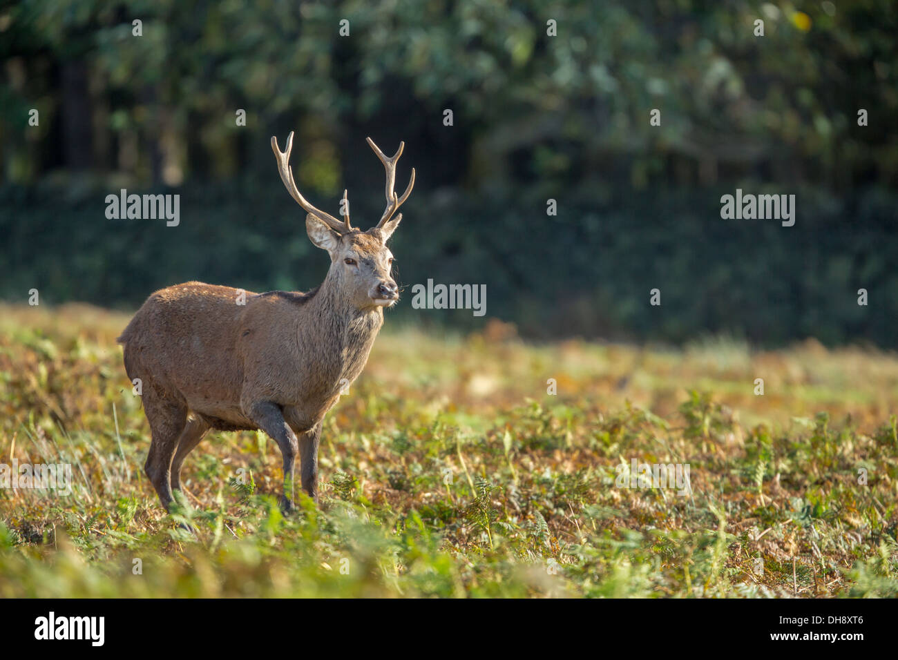 Stag standing hi-res stock photography and images - Alamy