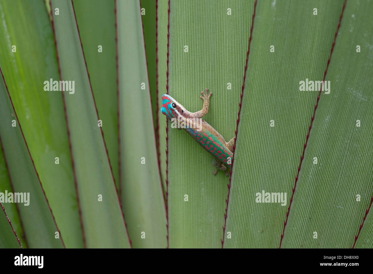 Mauritian / Mauritius Ornate Day Gecko (Phelsuma ornata) / Vinson's ...