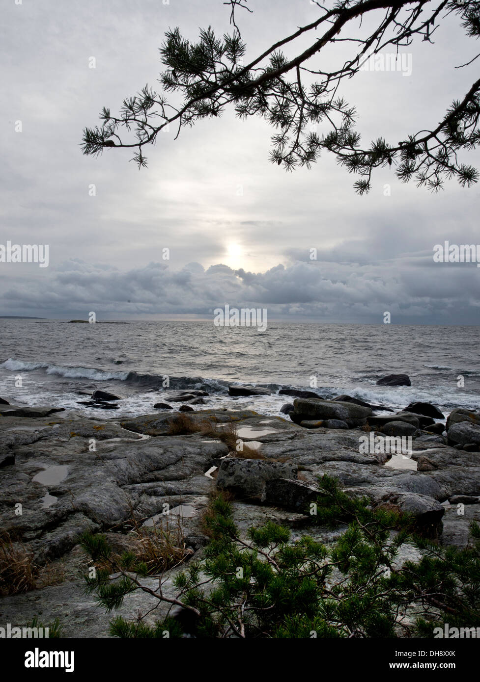 Shoreline Pine Tree High Resolution Stock Photography and Images - Alamy