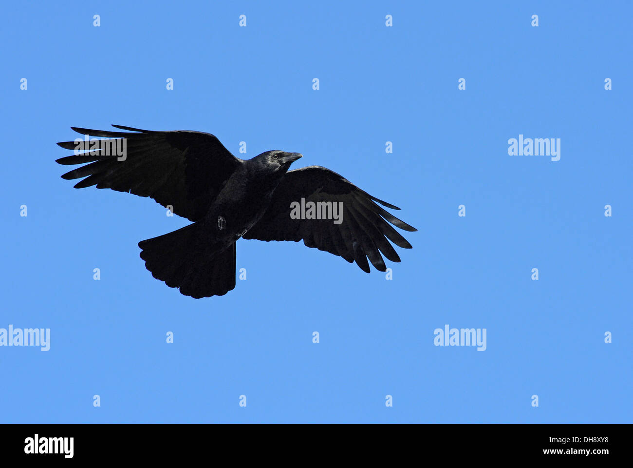 Crow in flight hi-res stock photography and images - Alamy