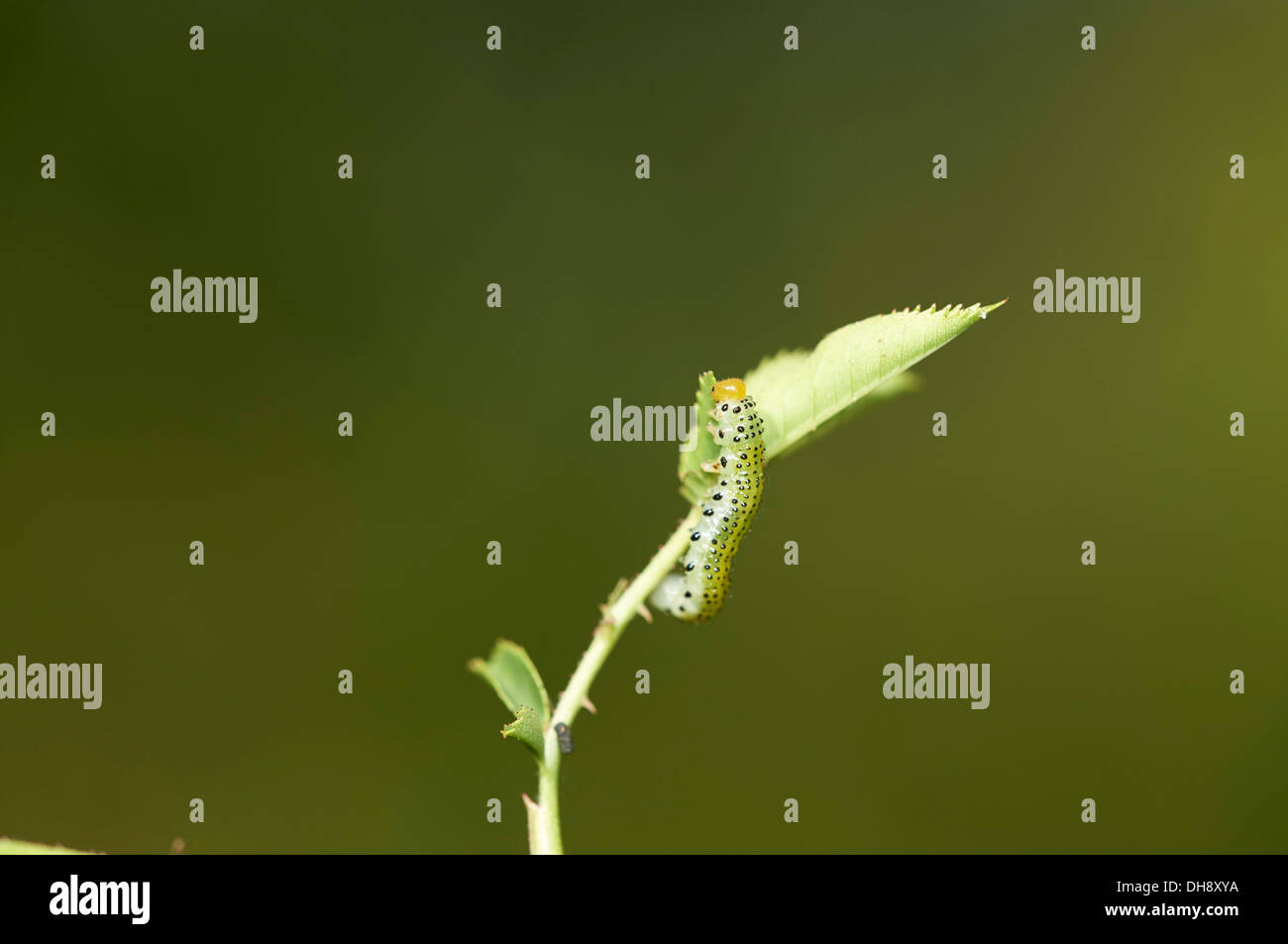 Rose Sawfly larvae Stock Photo - Alamy