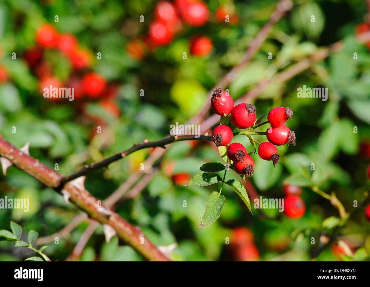 Rosa canina bird hi-res stock photography and images - Alamy