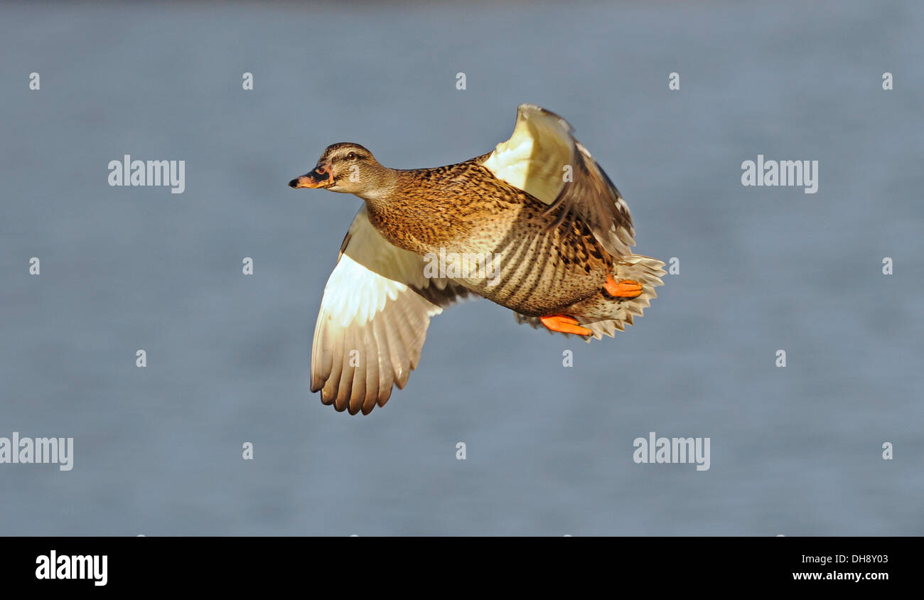 Female adult Mallard in flight over a lake Stock Photo - Alamy
