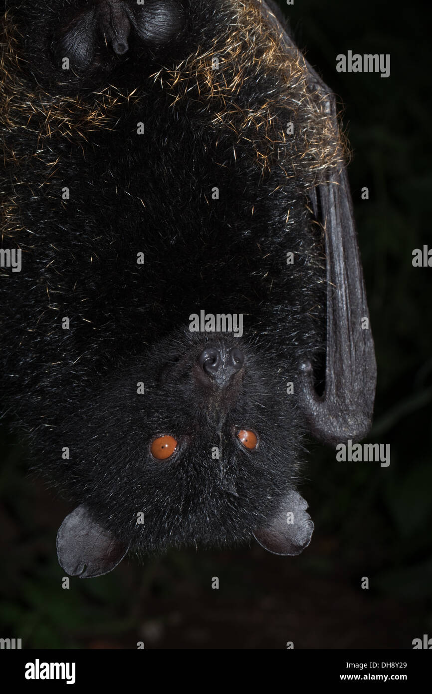 Livingstone's Fruit Bat (Pteropus livingstonii). Critically Endangered ...