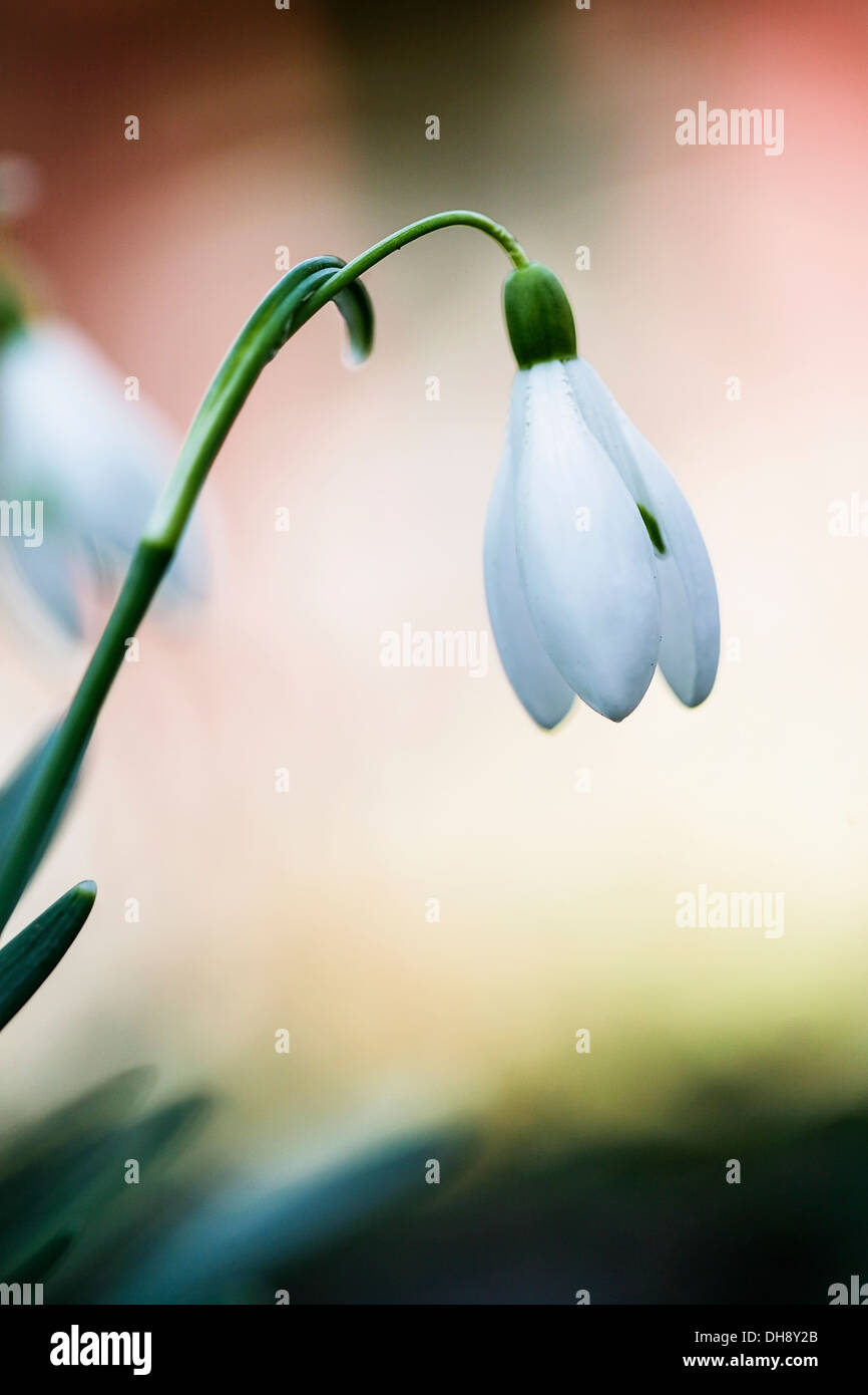 Single snowdrop in flower hi-res stock photography and images - Alamy