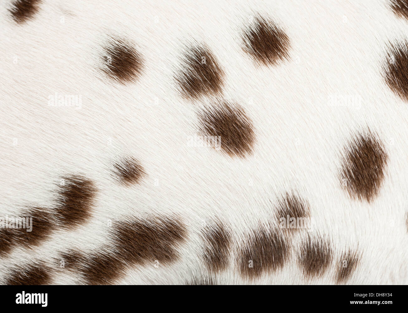 Dalmatian Fur Pattern High Resolution Stock Photography and Images - Alamy