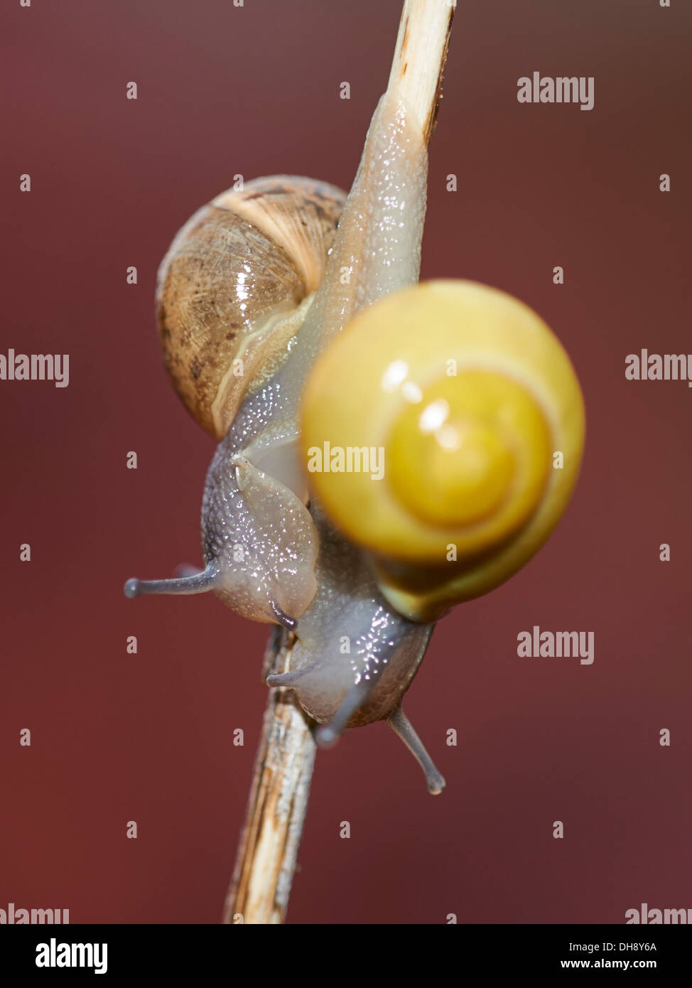 Snails crawling up the stem of a plant Stock Photo - Alamy