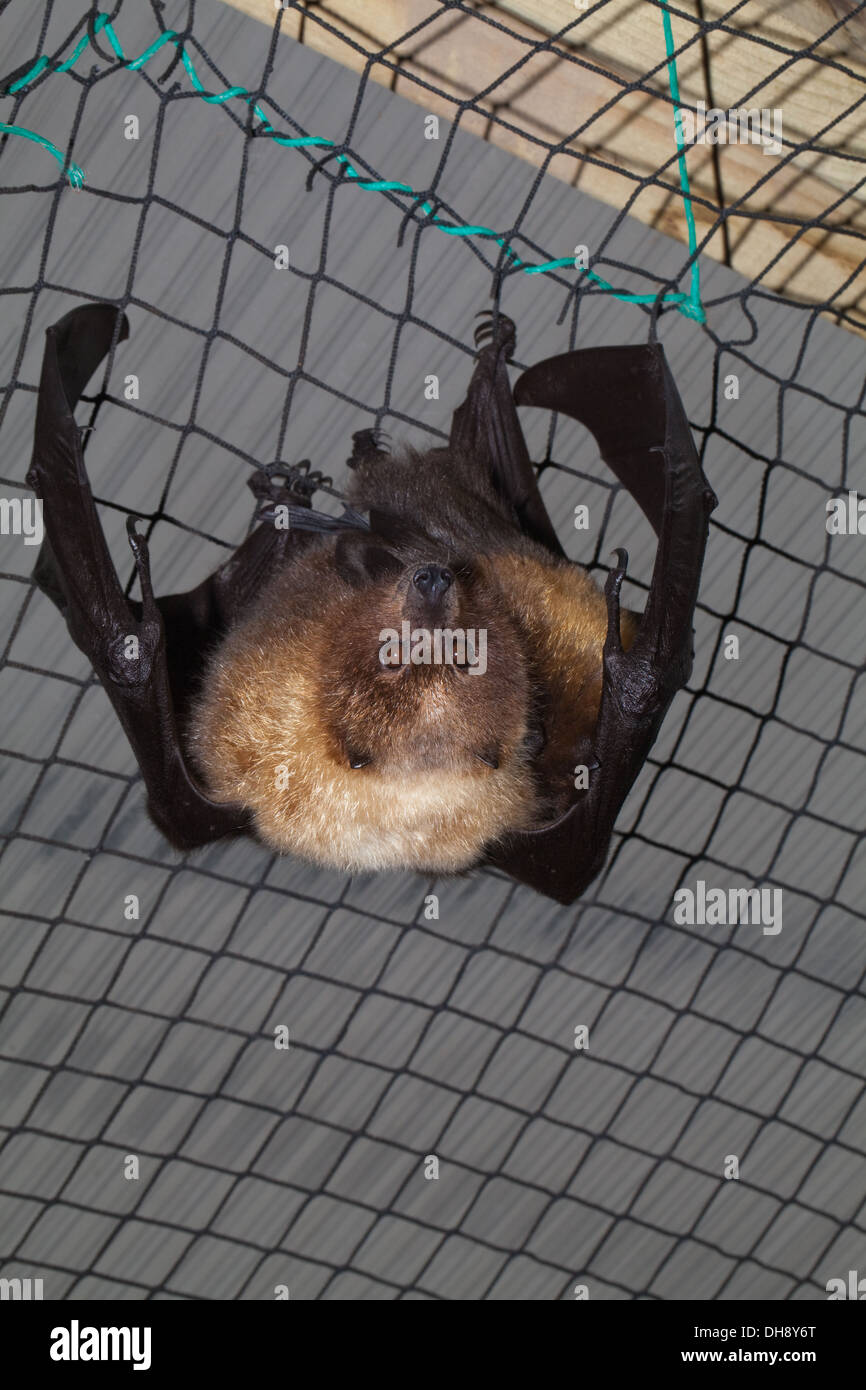 Rodrigues Island Stock Photos & Rodrigues Island Stock Images - Alamy