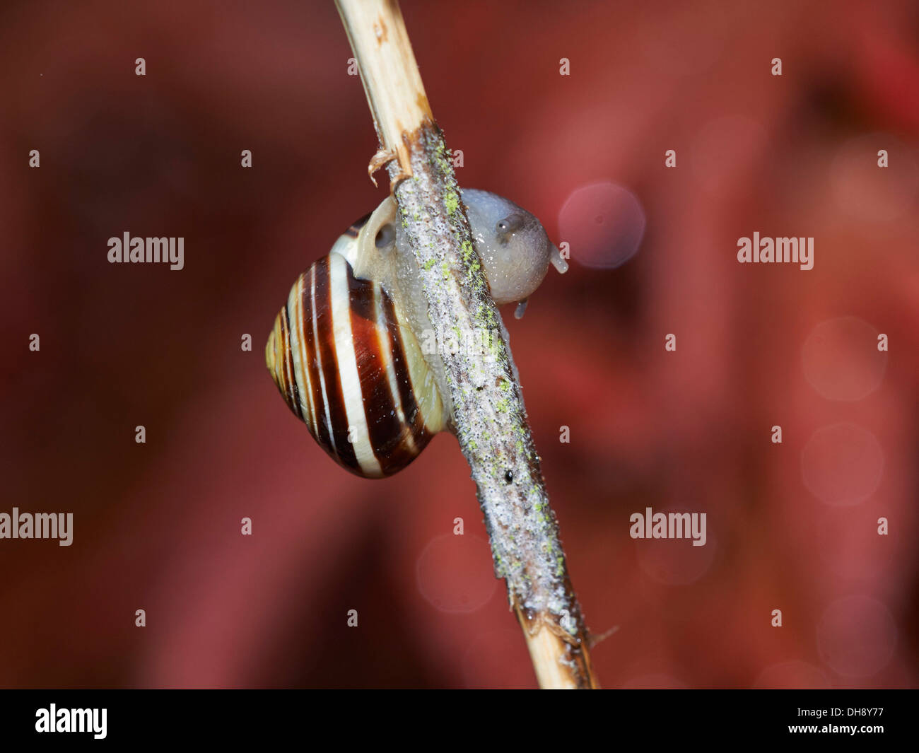 Snails crawling up the stem of a plant Stock Photo - Alamy