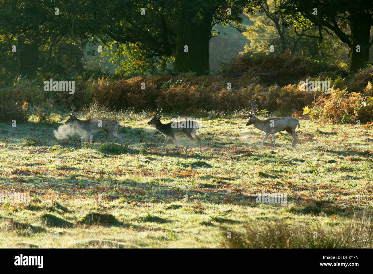 fallow deer in early morning light Stock Photo - Alamy