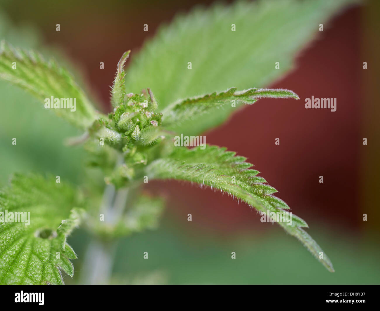 Nettle sting hi-res stock photography and images - Alamy