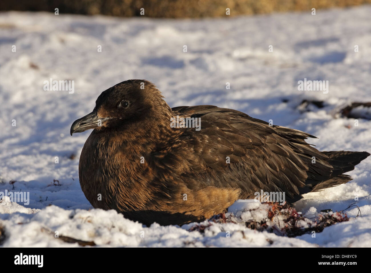 Great Skua (Stercorarius skua Stock Photo - Alamy