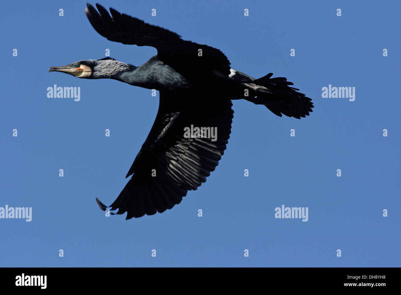 Cormorant birds in flight hi-res stock photography and images - Alamy