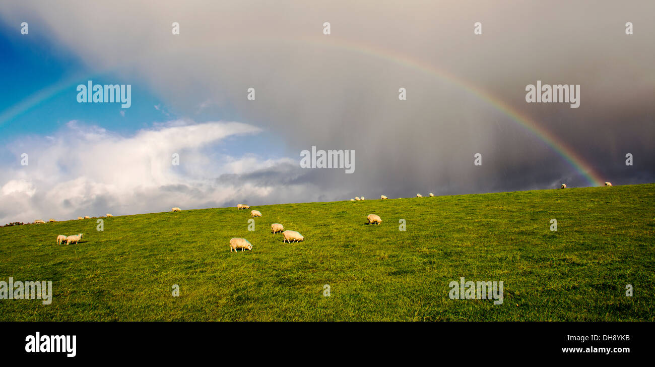 Rainbow and sheep hi-res stock photography and images - Alamy