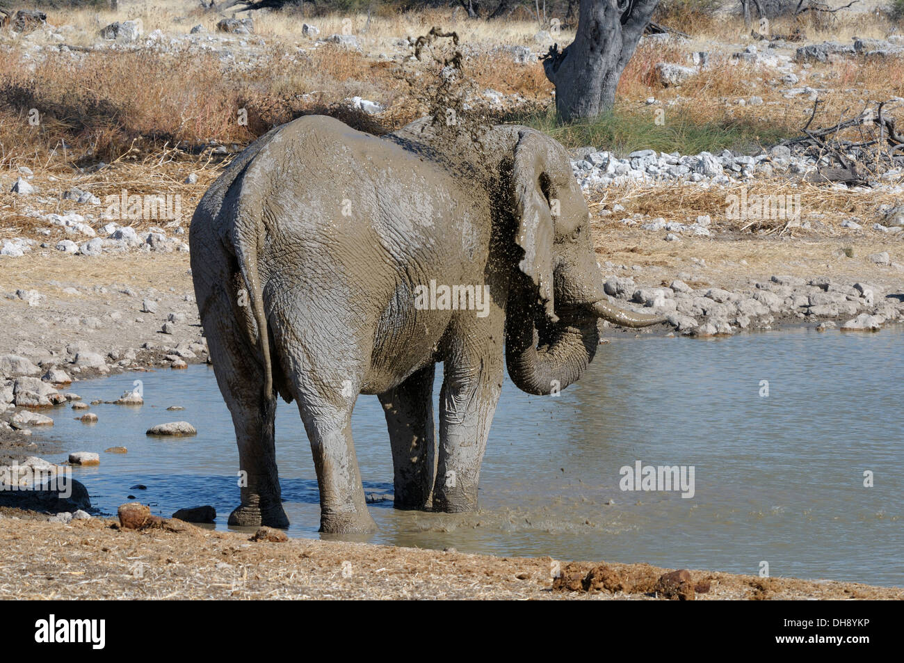 An Elephant taking a mud bath at the Okaukeujo waterhole, Etosha ...