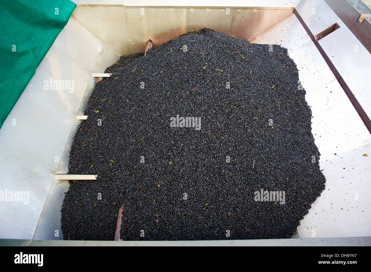 Wine grapes harvest being fed into a hopper for processing Stock Photo ...