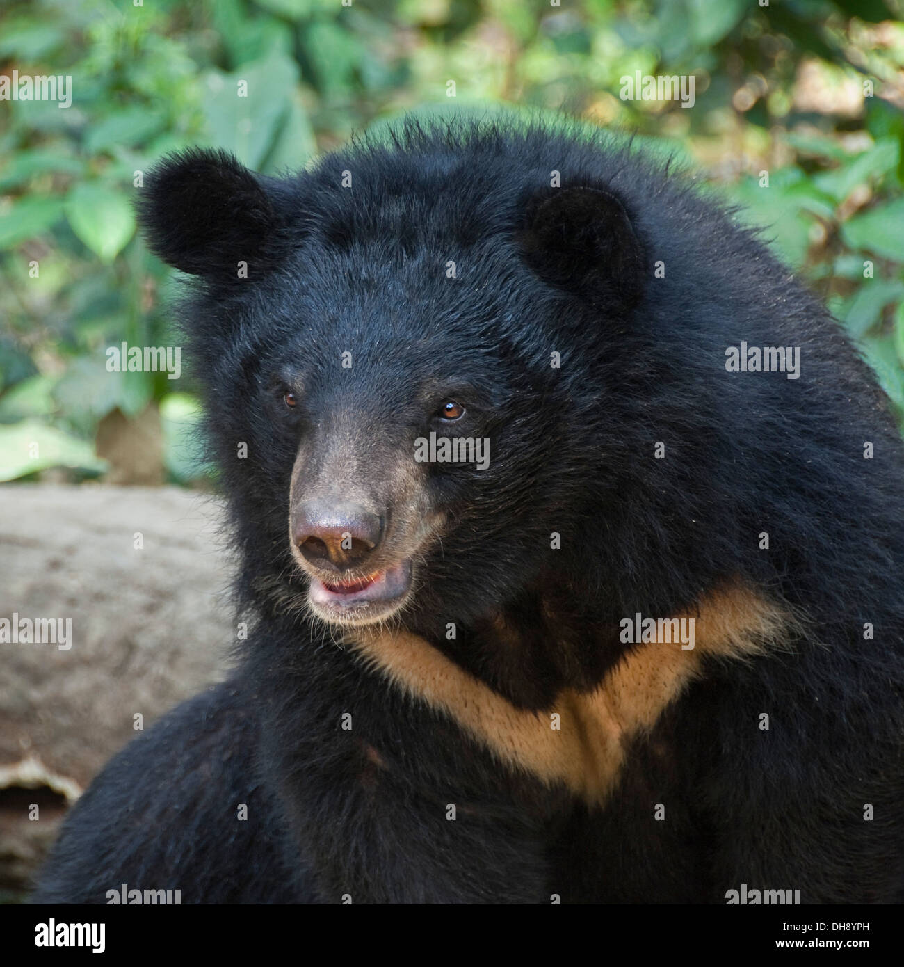 Black bear standing along hi-res stock photography and images - Alamy