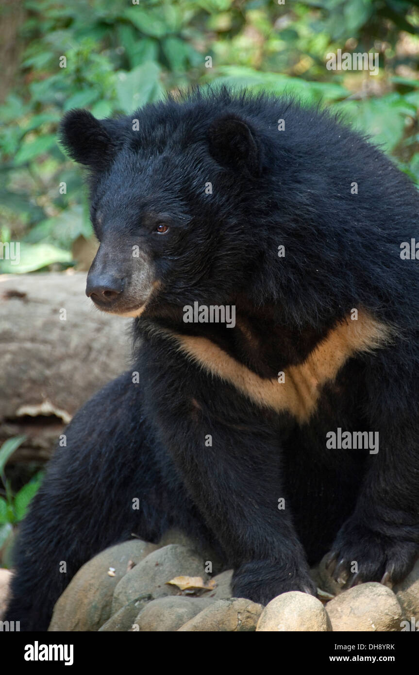 Asian black bear hi-res stock photography and images - Alamy