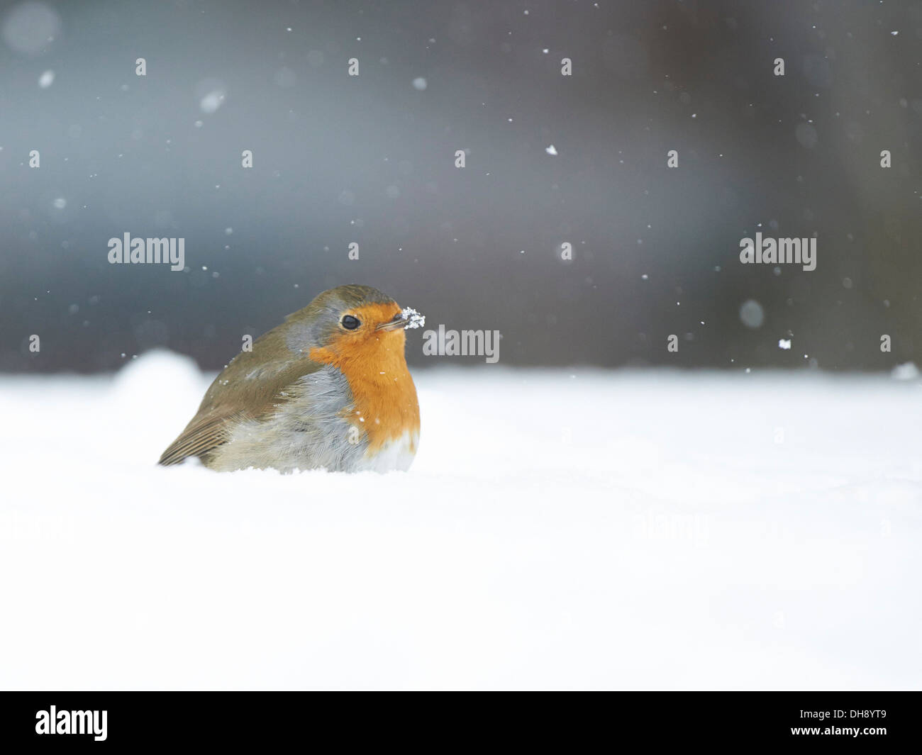 Red robin snow hi-res stock photography and images - Alamy