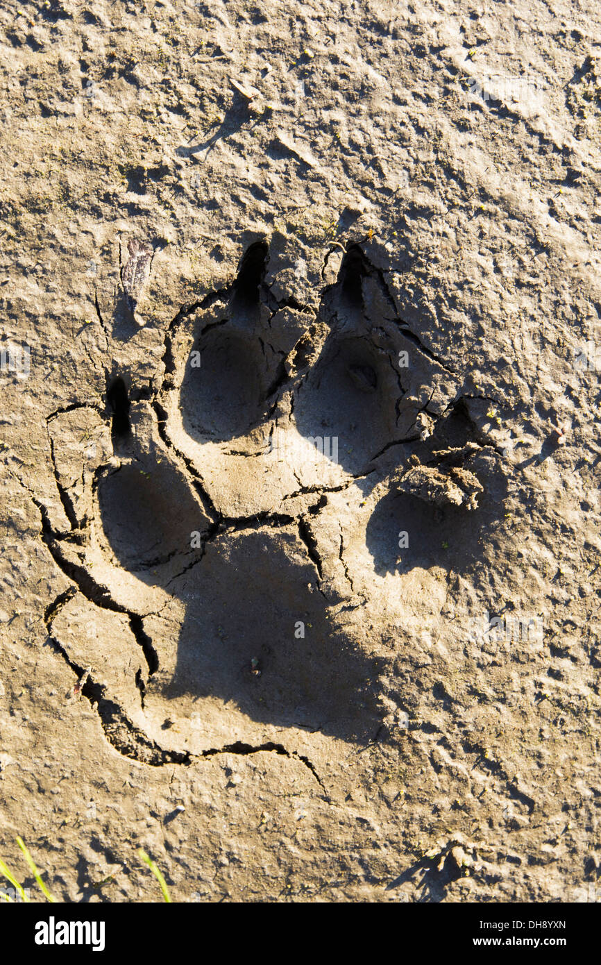 Paw print in mud hi-res stock photography and images - Alamy
