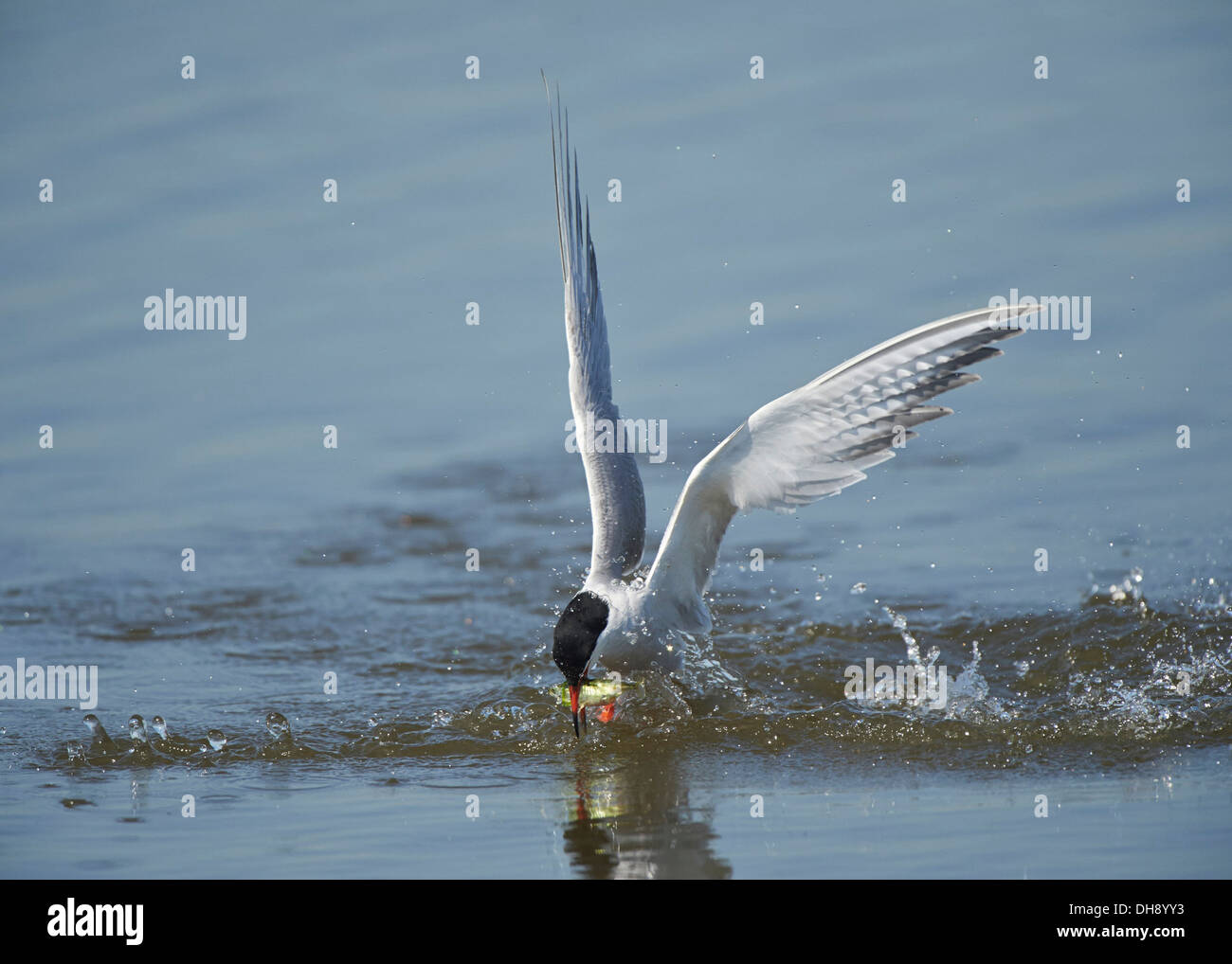Common Tern emerging from water with fish Stock Photo - Alamy