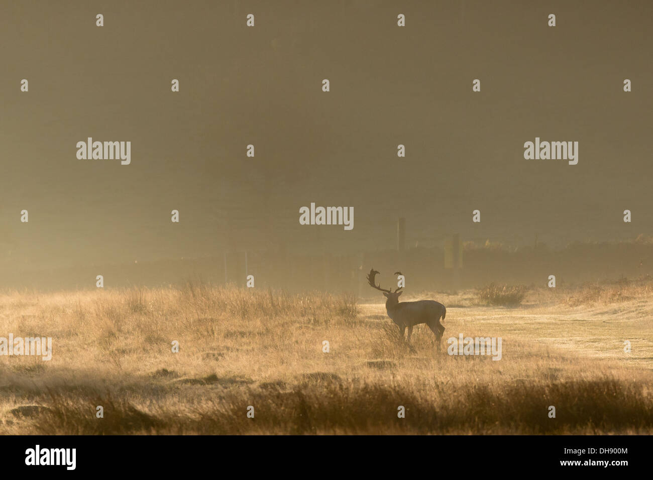 Fallow deer in early morning mist Stock Photo - Alamy