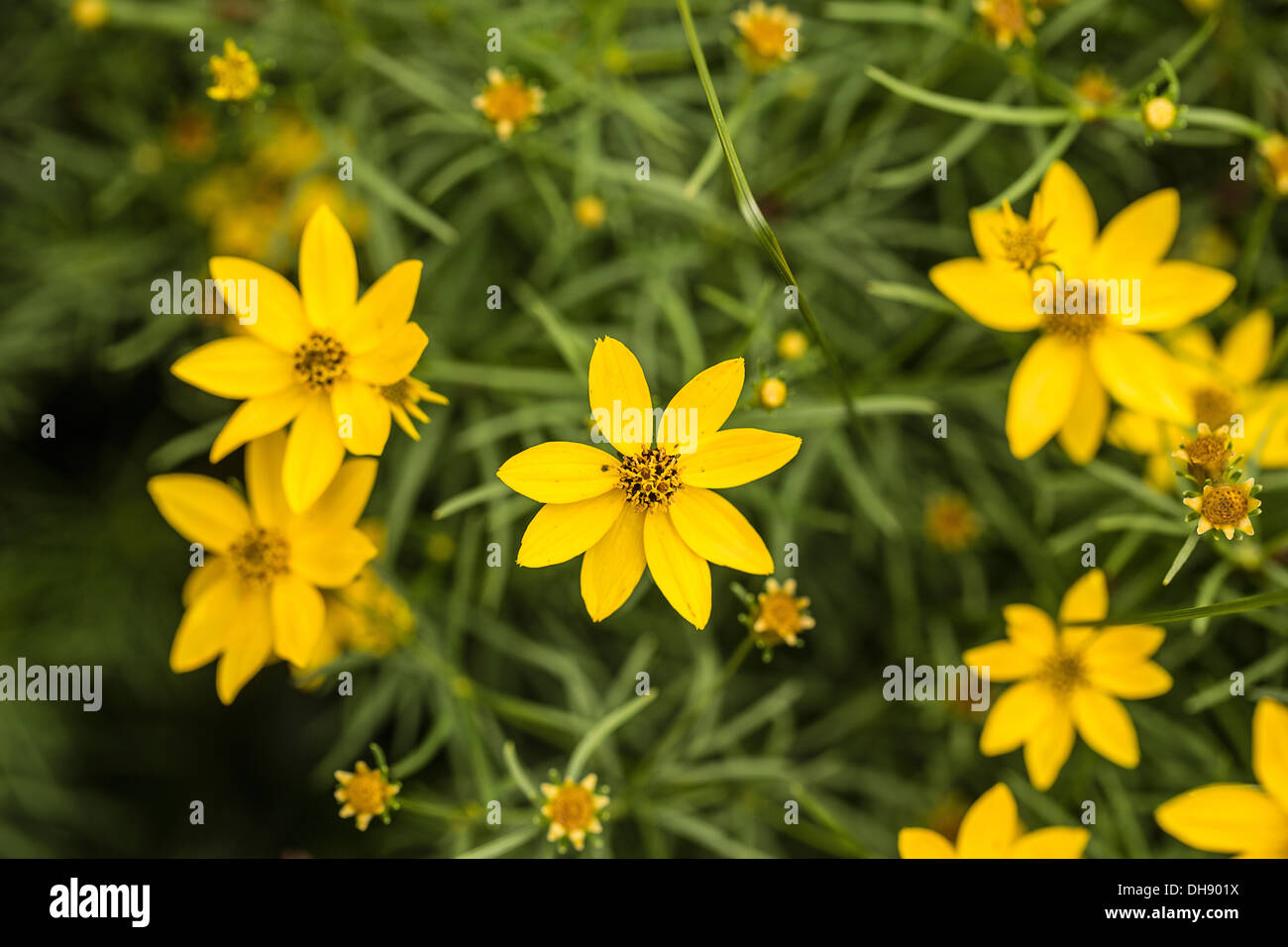 Tickseed, Coreopsis verticillata with star shaped yellow flowers and ...