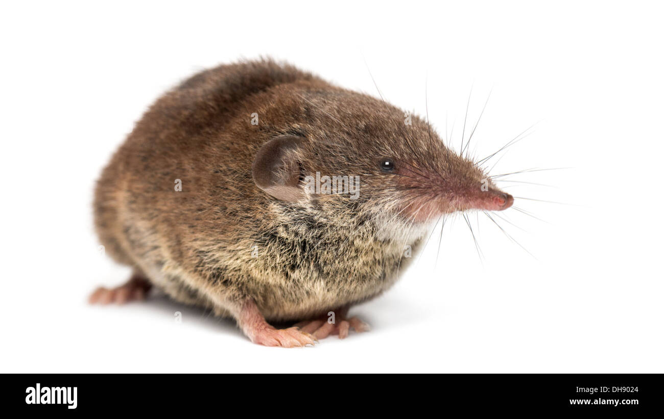 White-toothed shrew, Crocidura russula, against white background Stock ...