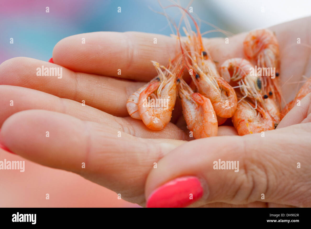 Hand cooked hi-res stock photography and images - Alamy