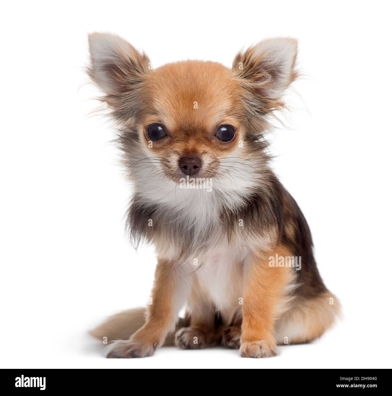 Side view of a Chihuahua sitting, looking at the camera against white ...