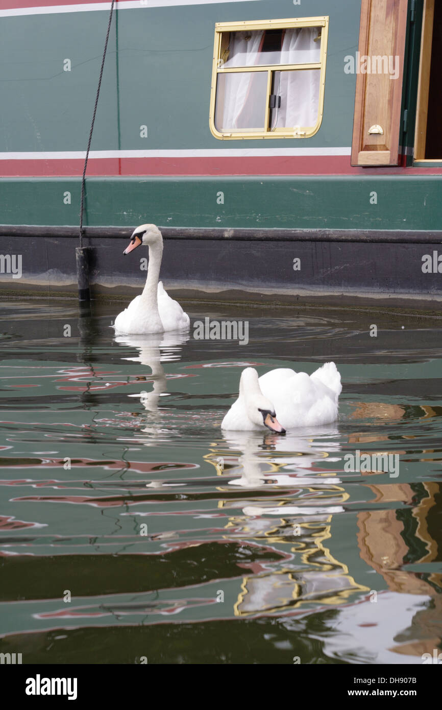 Two swans on water beside canal boat with open window in Bristol, UK ...