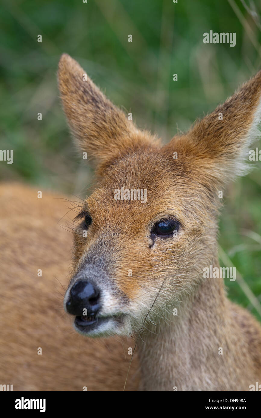 Chinese Water Deer (Hydropotes inermis). Female. Summer coat Stock ...