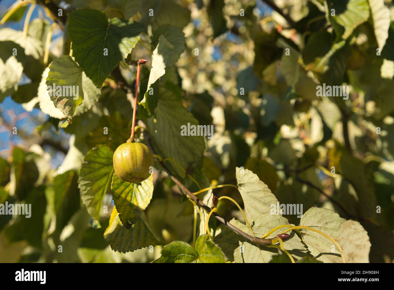 Fruit of dove or handkerchief tree with hanging fruit separated from ...