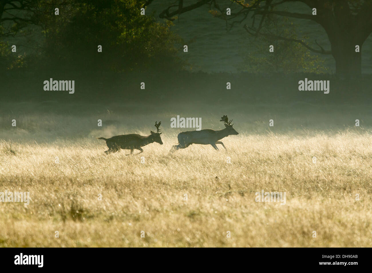 Fallow deer running in early morning light Stock Photo - Alamy