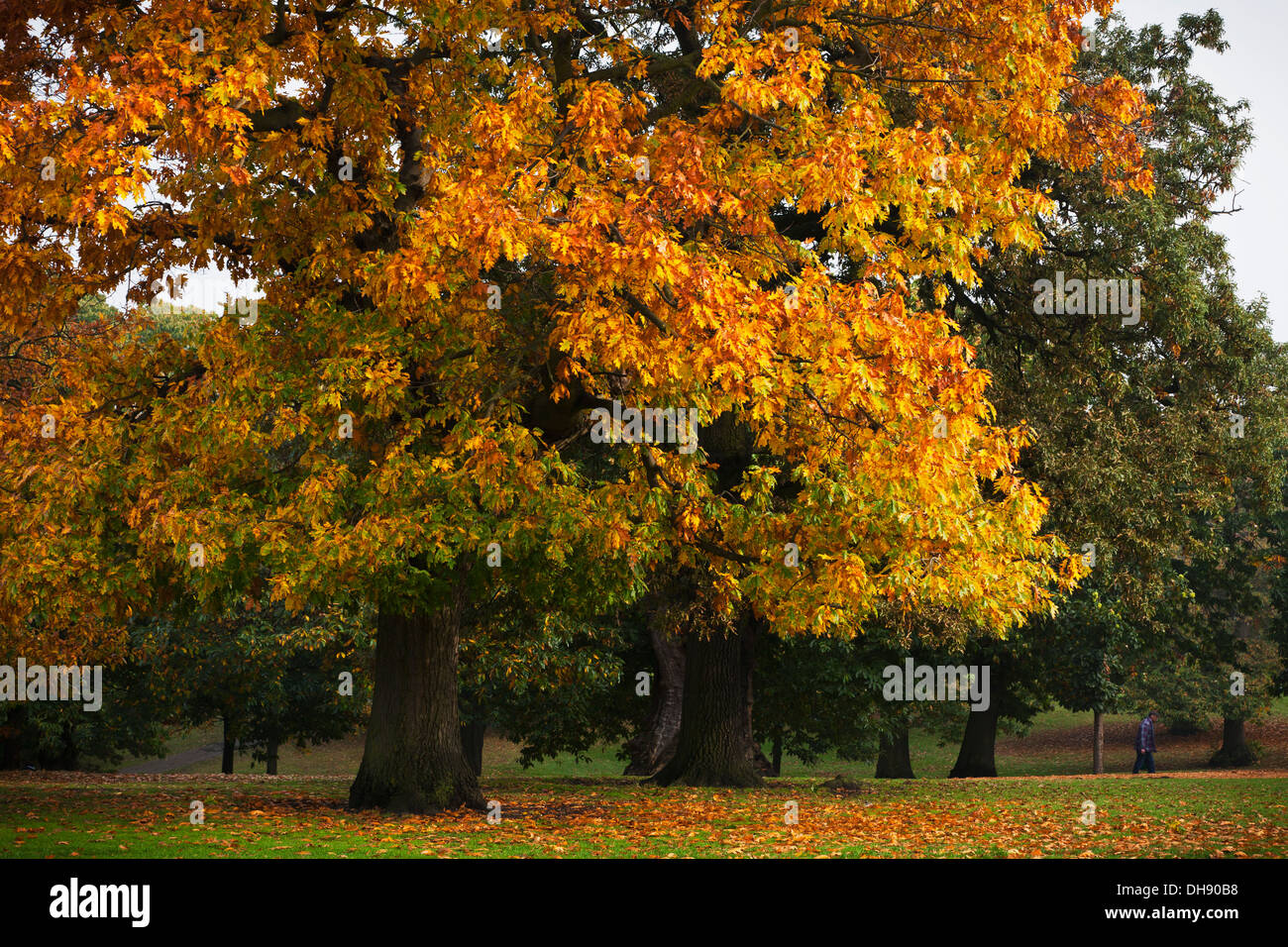 Autumn Colours In Greenwich Park; London, England Stock Photo - Alamy