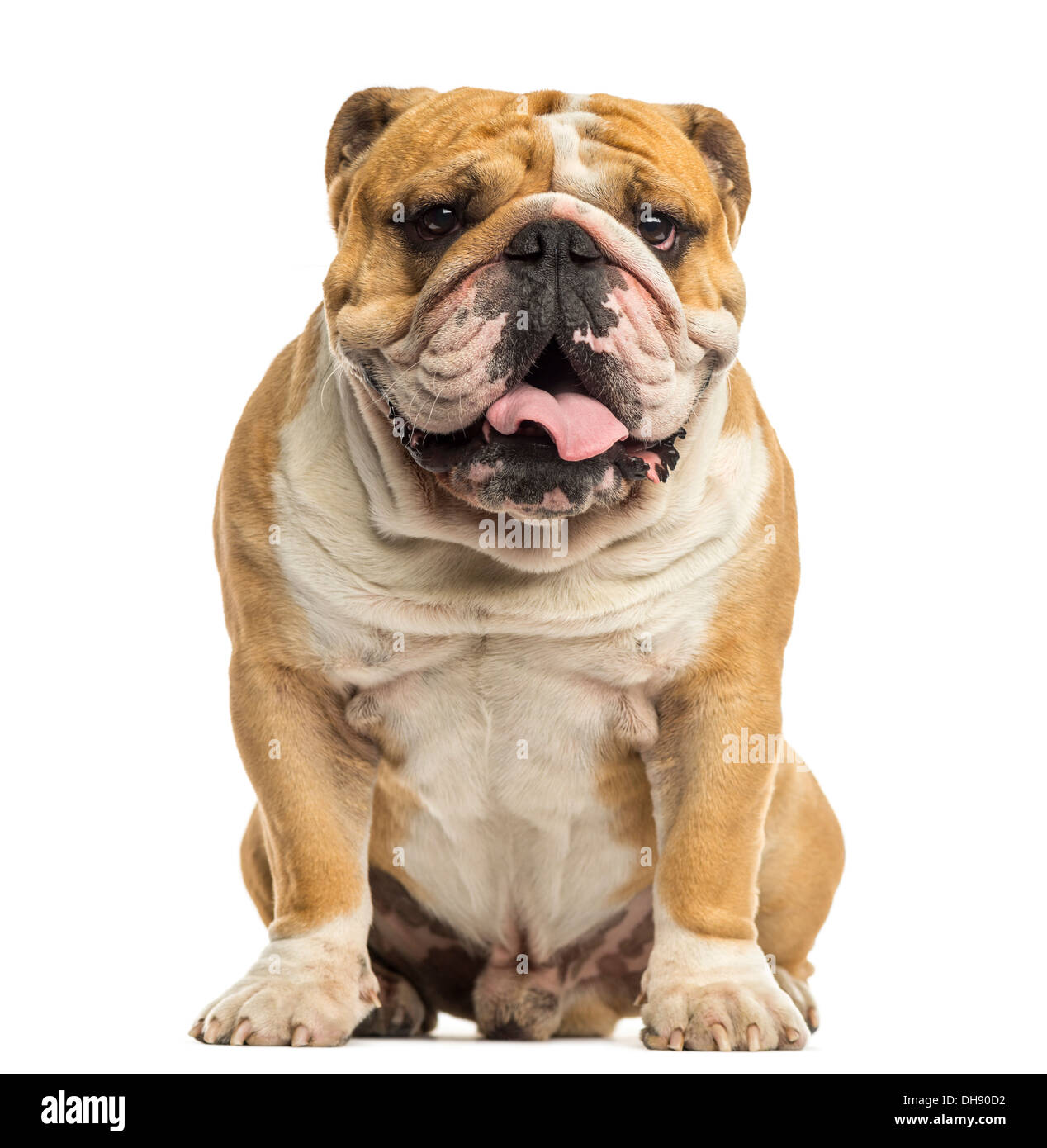 Is Chicken Bad For English Bulldogs