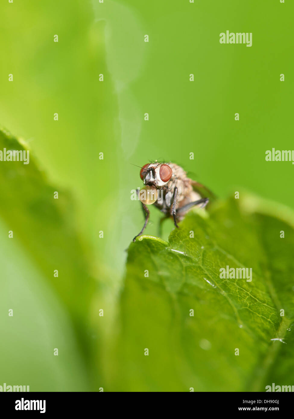 Macro pest hi-res stock photography and images - Alamy