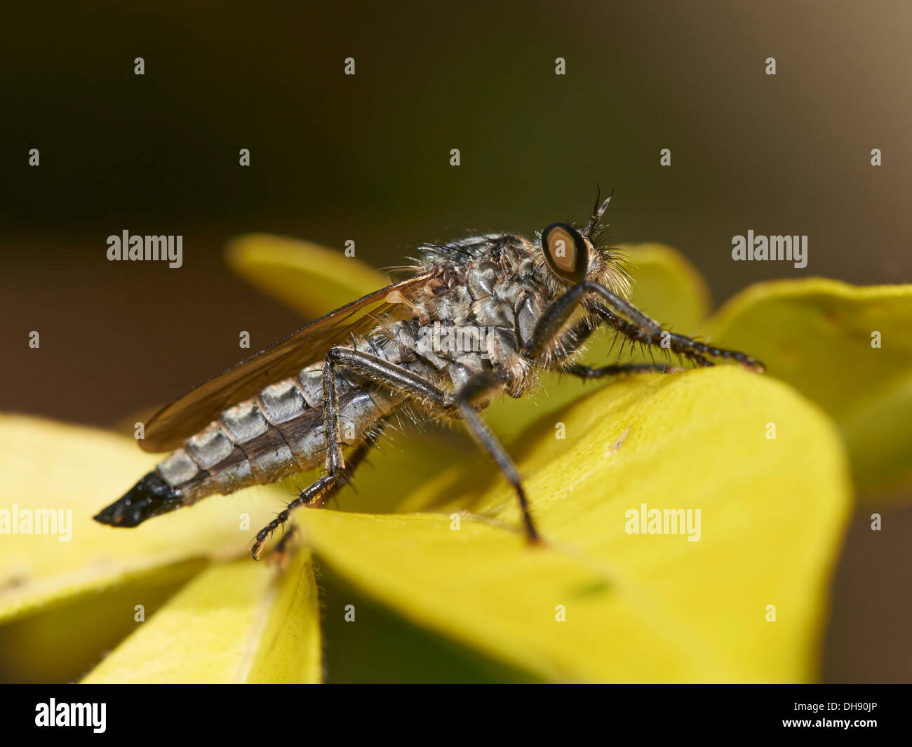 Robber Fly waiting for prey Stock Photo - Alamy