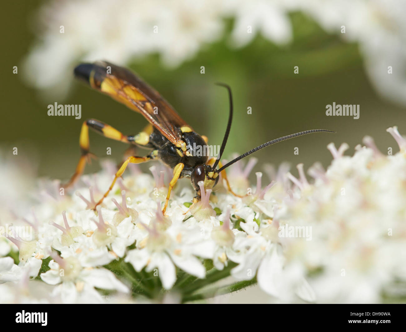 Ichneumon stramentarius wasp Stock Photo - Alamy
