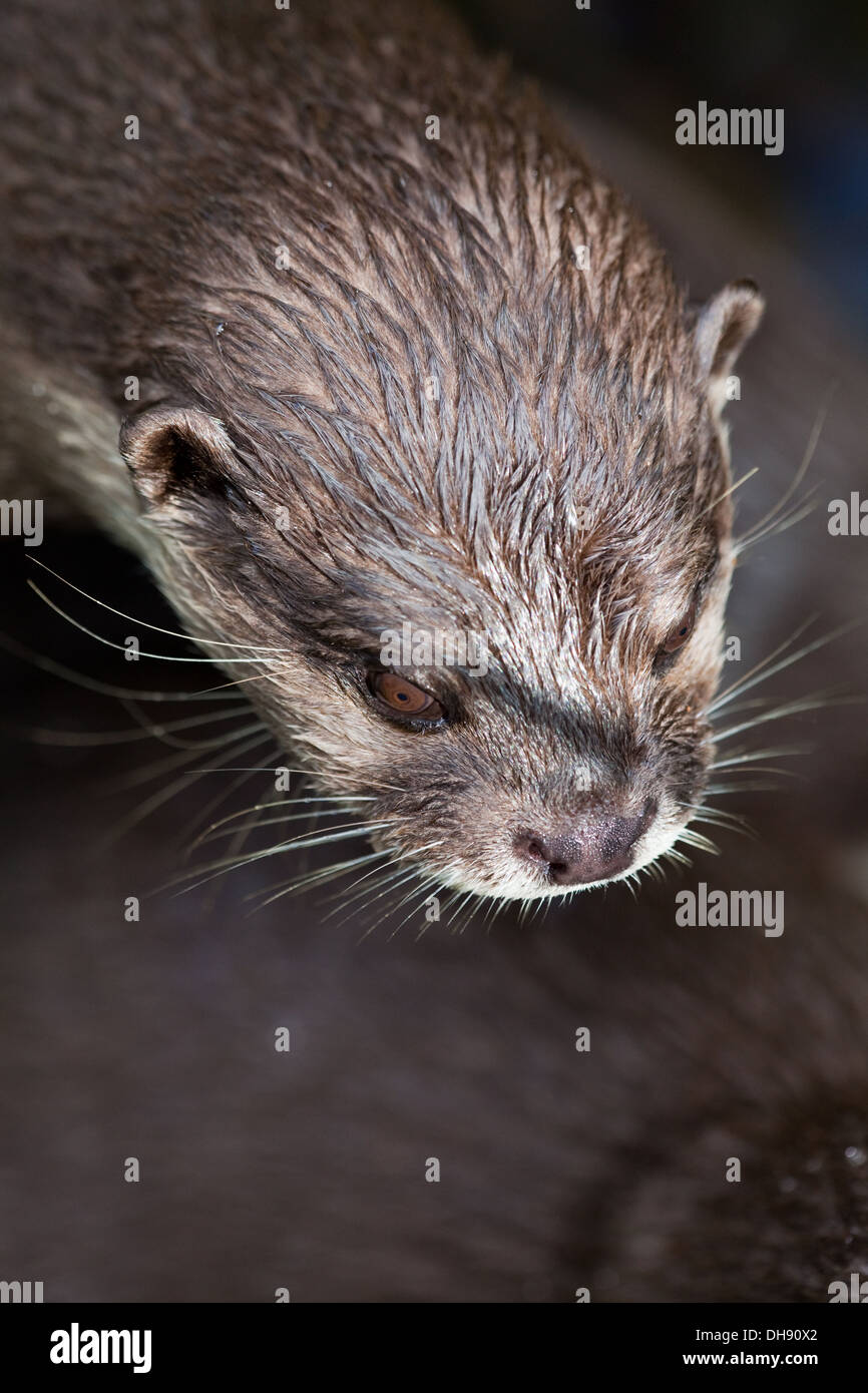Asian Small-clawed Otter (Aonyx cinerea). Portrait. Smallest species of ...