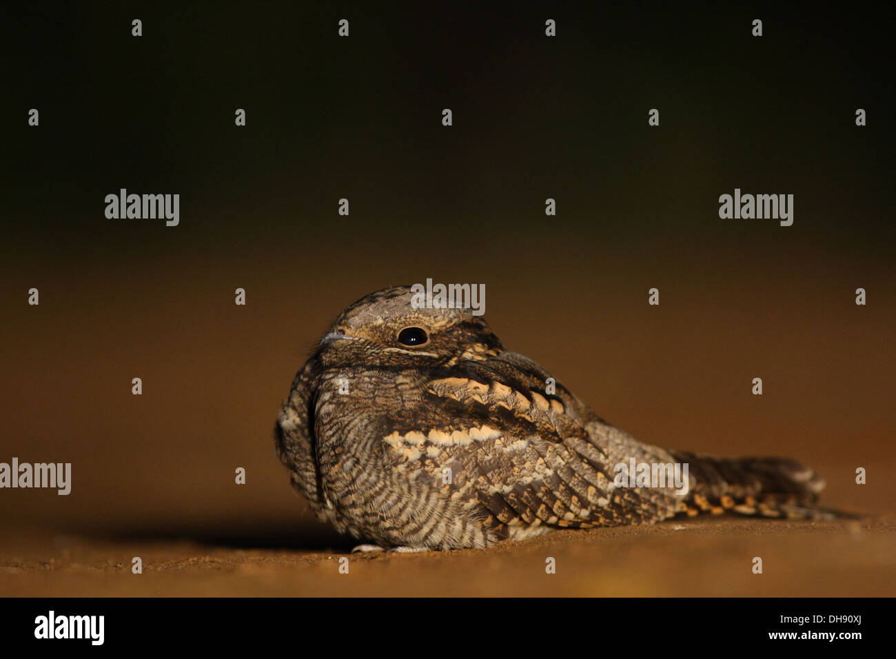 Nightjar bird hi-res stock photography and images - Alamy