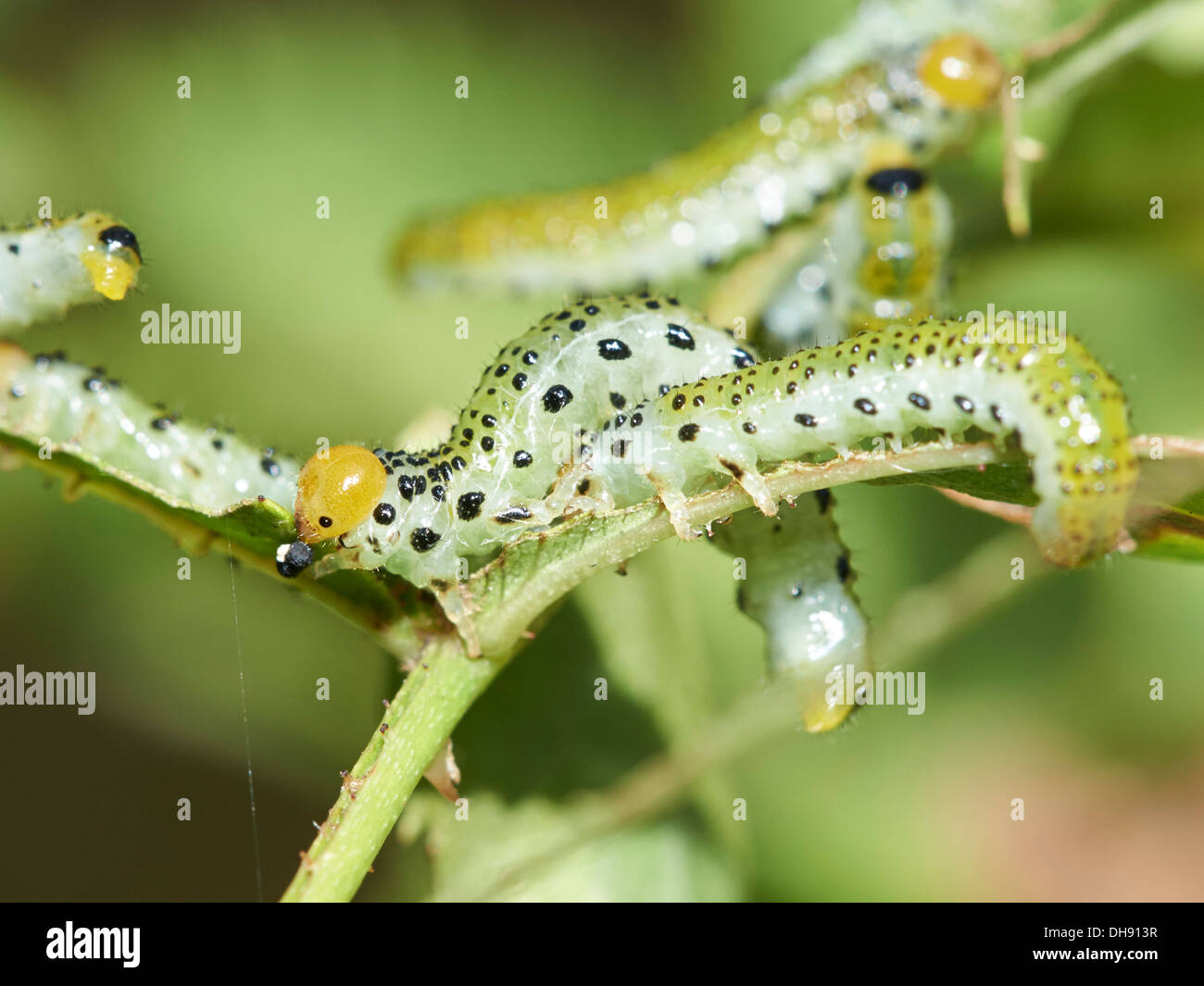 Sawfly larvae hi-res stock photography and images - Alamy