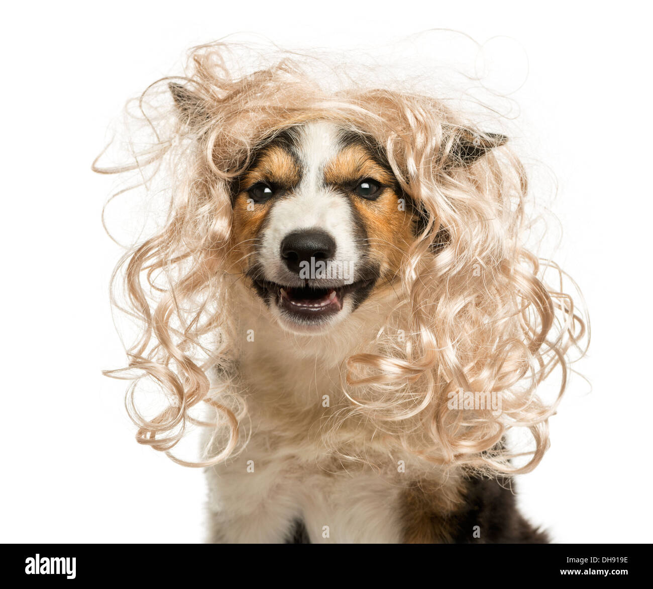 Blond animal hi-res stock photography and images - Alamy